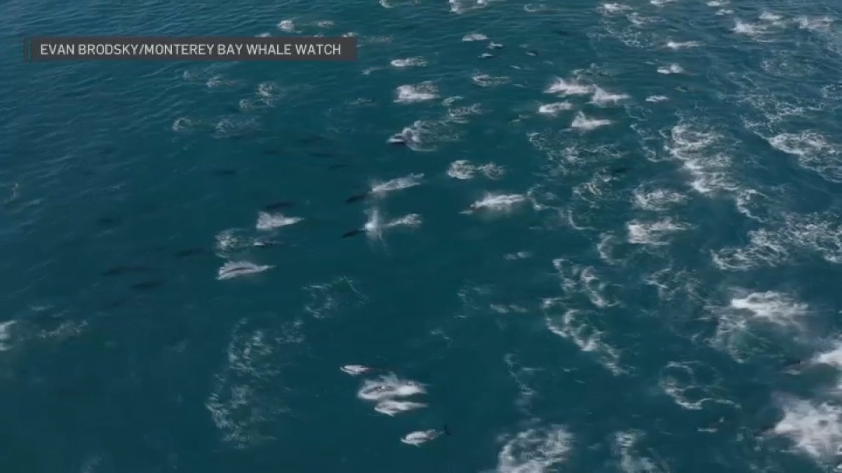 More than 2,000 dolphins spotted off Monterey Bay – NBC Connecticut