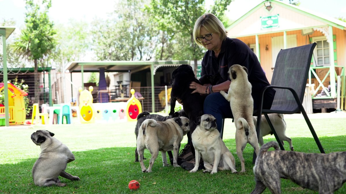 Pug life: South African woman has rescued more than 2,500 pugs – NBC ...