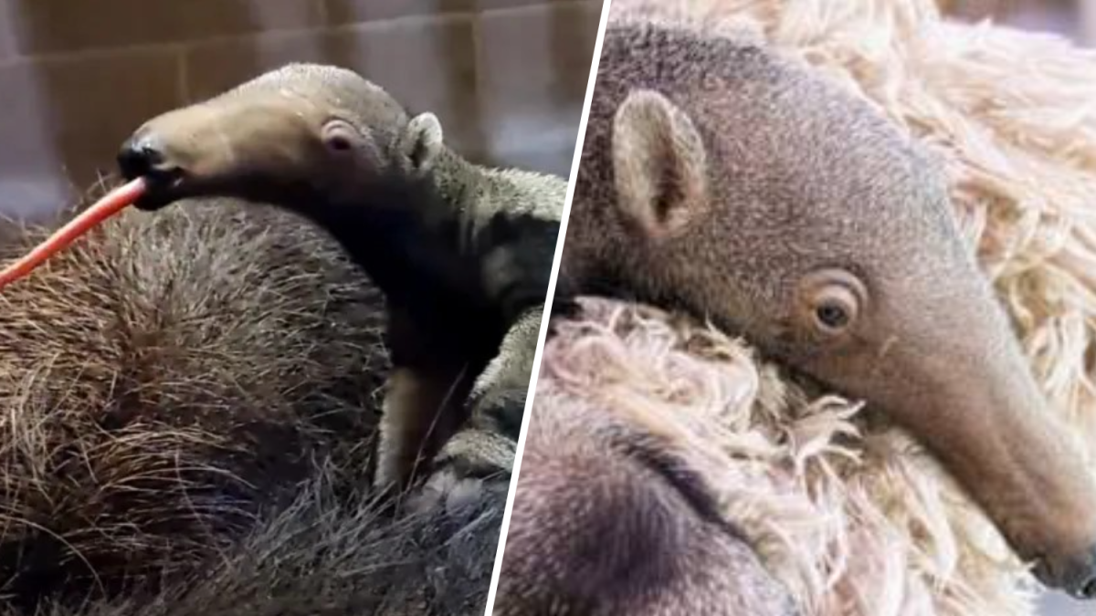 You can help pick the name of Bridgeport zoo’s newest giant anteater ...