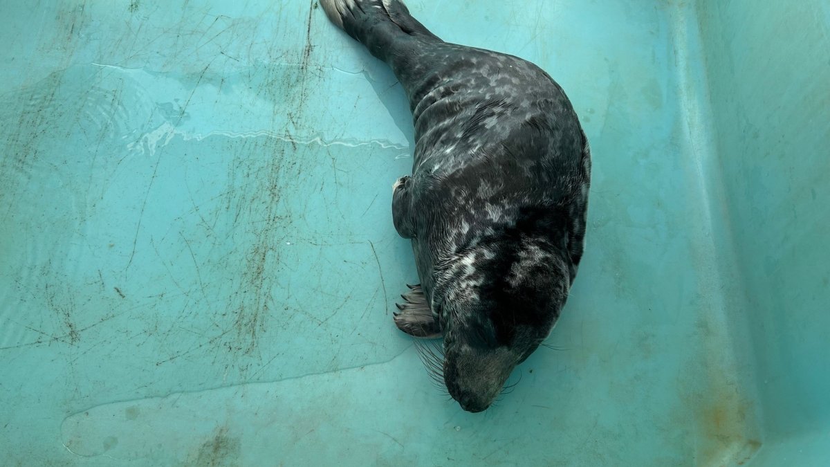 Seal receiving treatment after being found in New Haven – NBC Connecticut