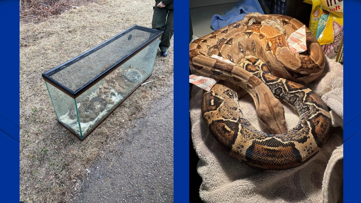 Pet snake found abandoned on Route 40 Connector in North Haven has died ...
