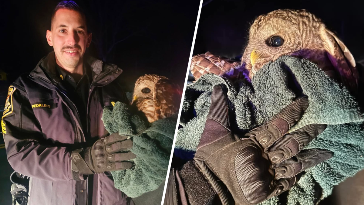 Police sergeant helps injured owl found on road in Woodbridge – NBC ...