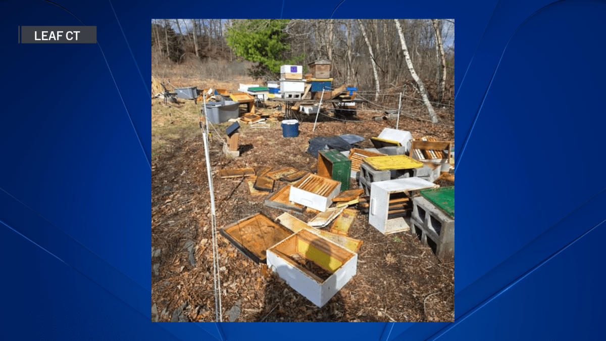 Mama bear and her cubs destroy bee habitats in Southington – NBC ...