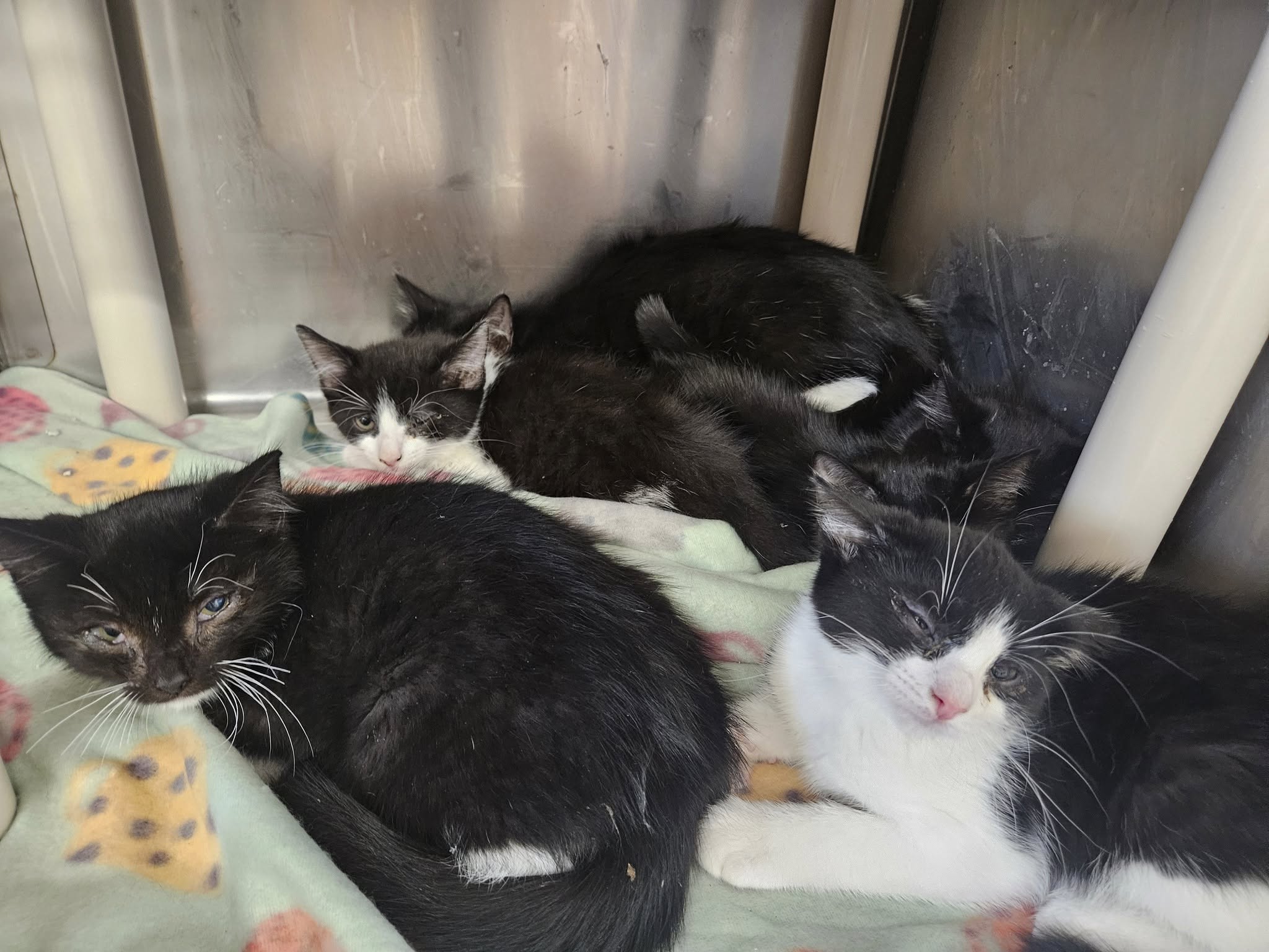 16 sick kittens abandoned in New London – NBC Connecticut