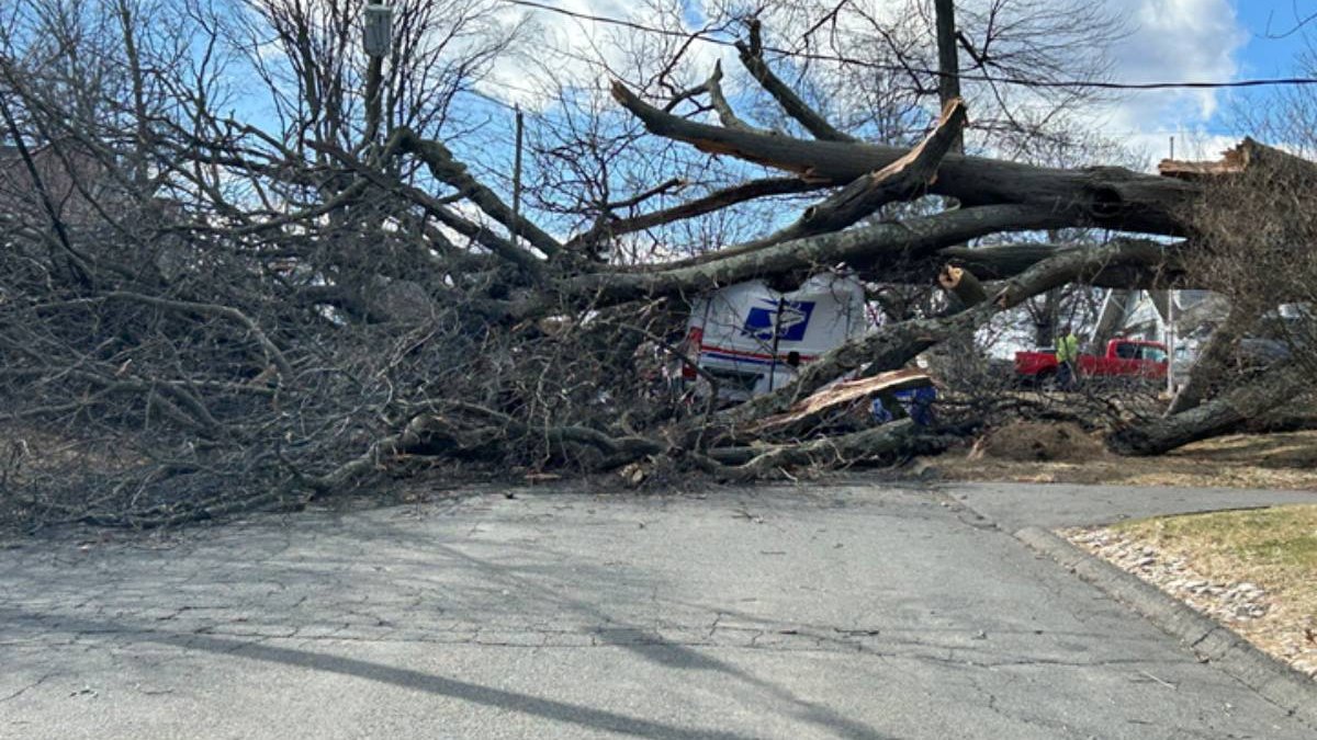 Tree and wires land on mail truck in Newington – NBC Connecticut