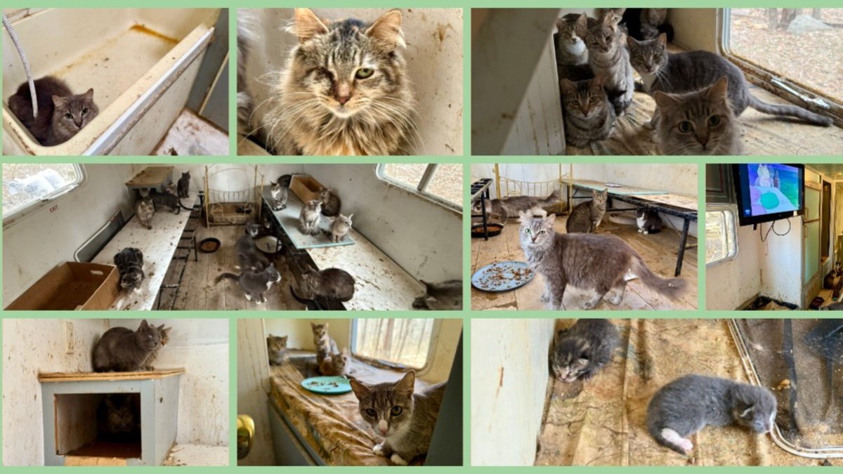 70 cats rescued from hoarding situation in New Fairfield – NBC Connecticut