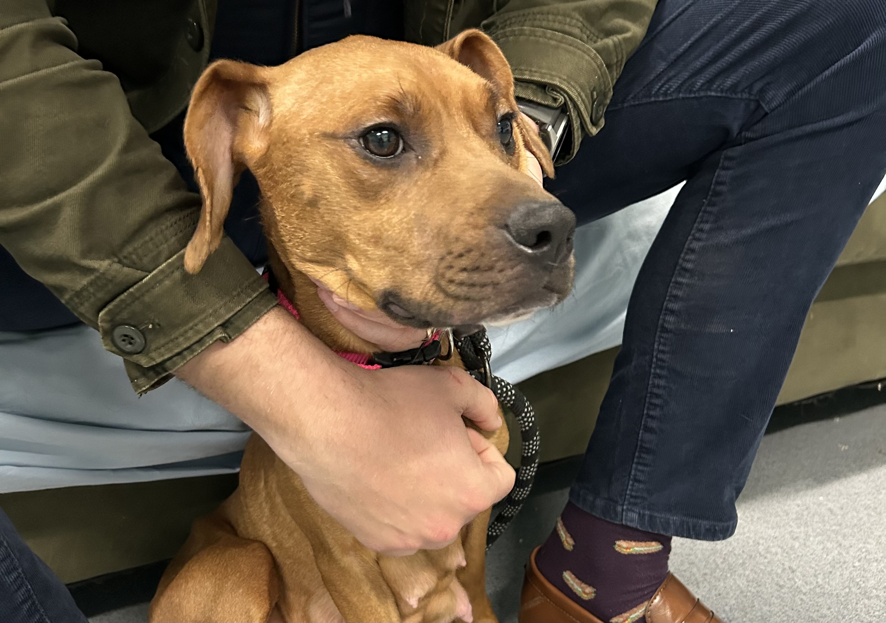 Meriden animal control seeks answers after emaciated dog found without ...