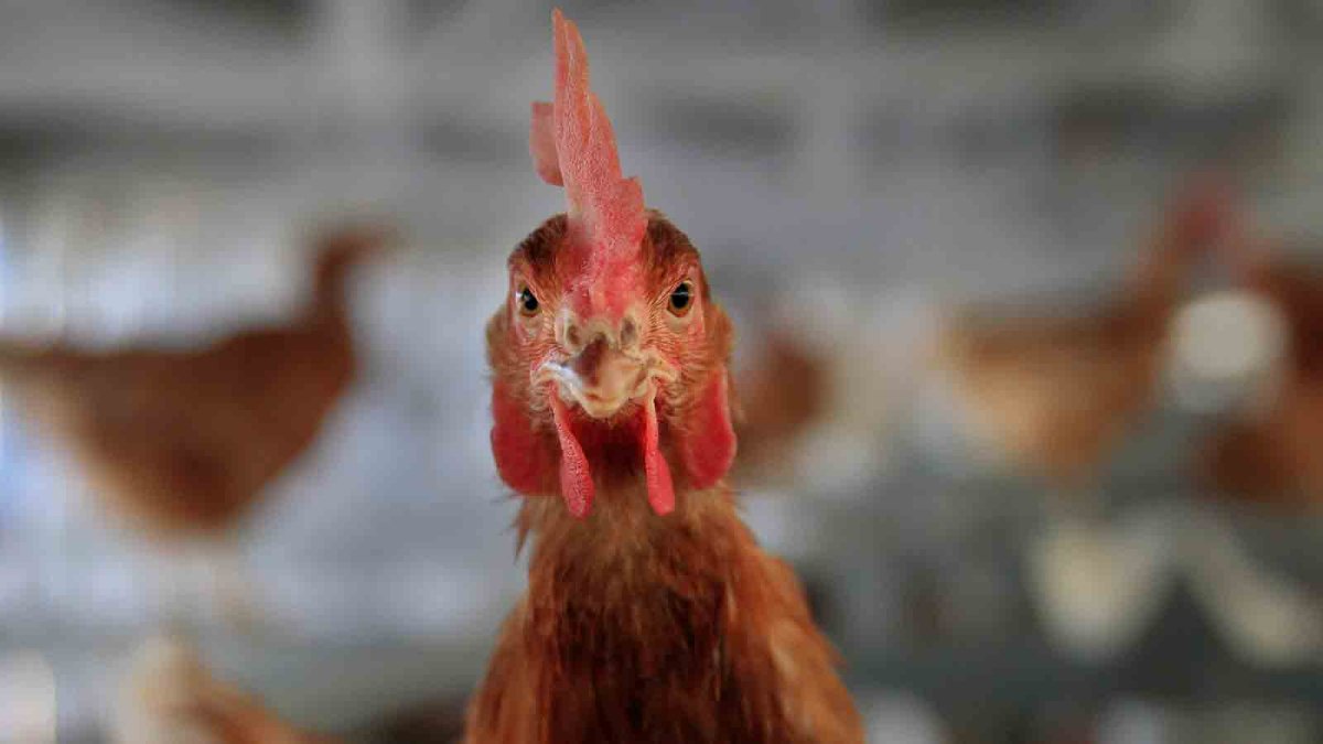 Are socially distanced chickens laying more affordable eggs? – NBC ...