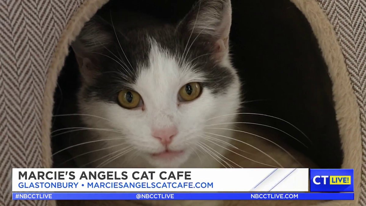 CT LIVE!: Marcie’s Angels Cat Cafe – NBC Connecticut