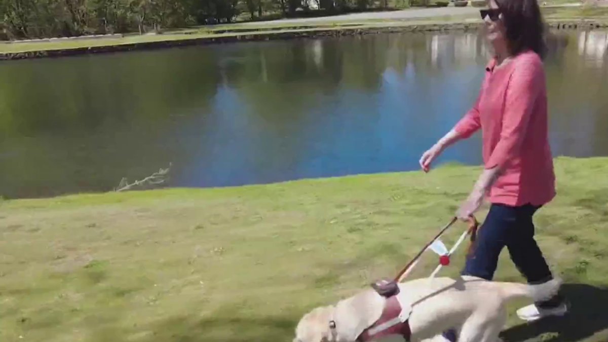 There is a process to getting a guide dog – NBC Connecticut