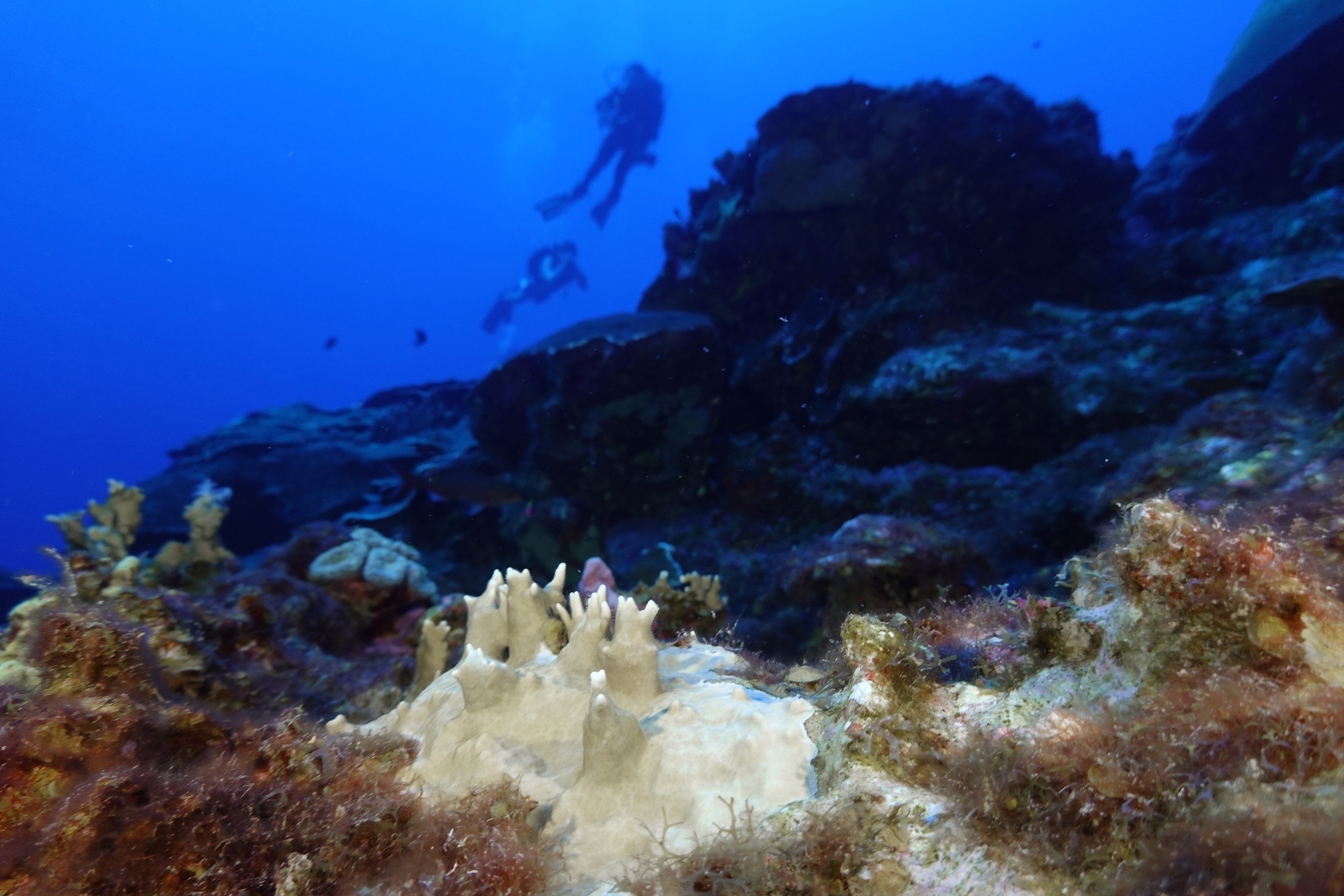 84% of the world’s coral reefs hit by worst bleaching event – NBC ...
