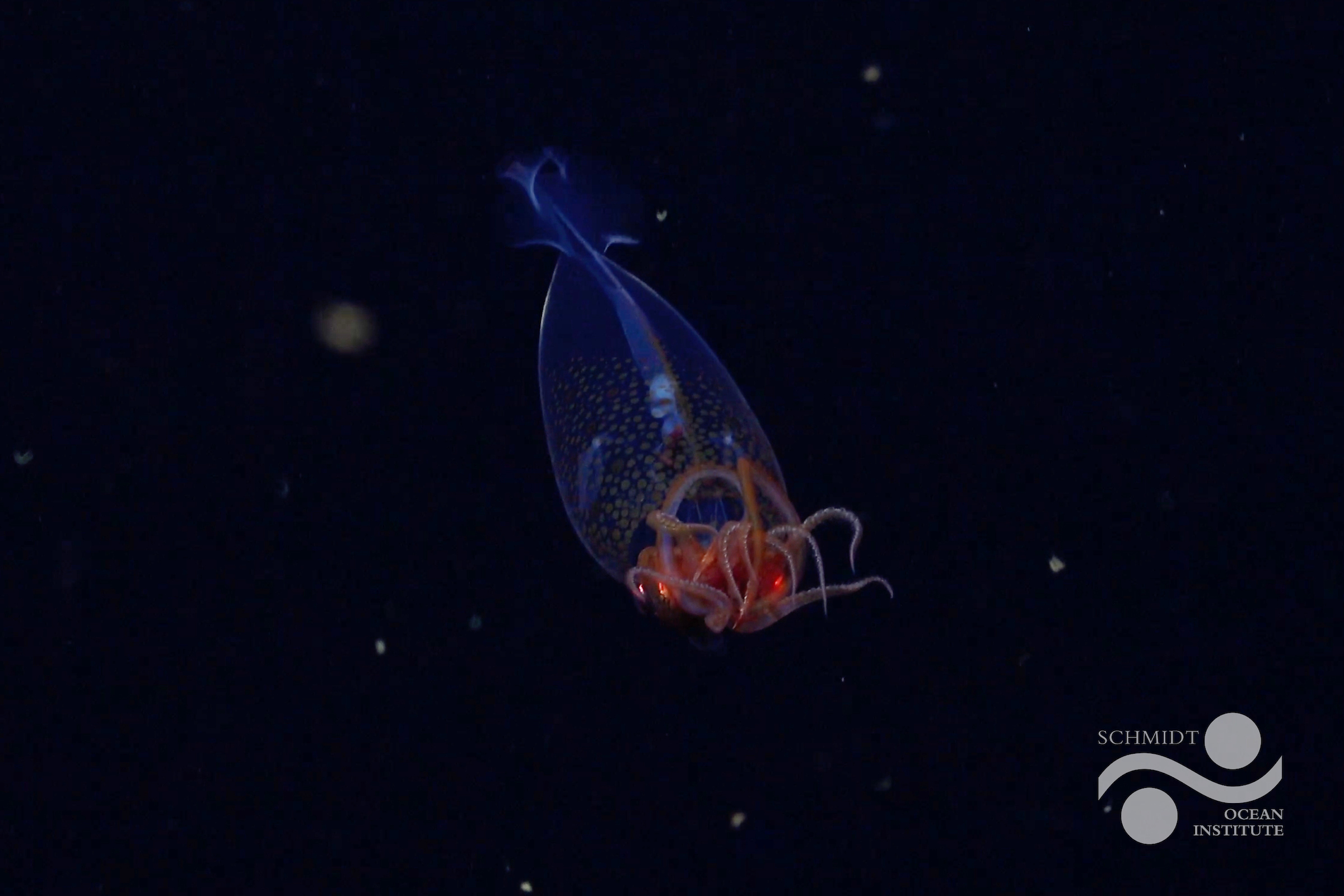 The colossal squid has been filmed alive for the first time – NBC ...