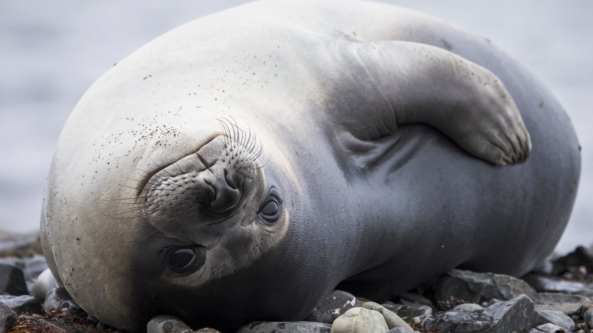 A large elephant seal is found in South African suburb – NBC Connecticut
