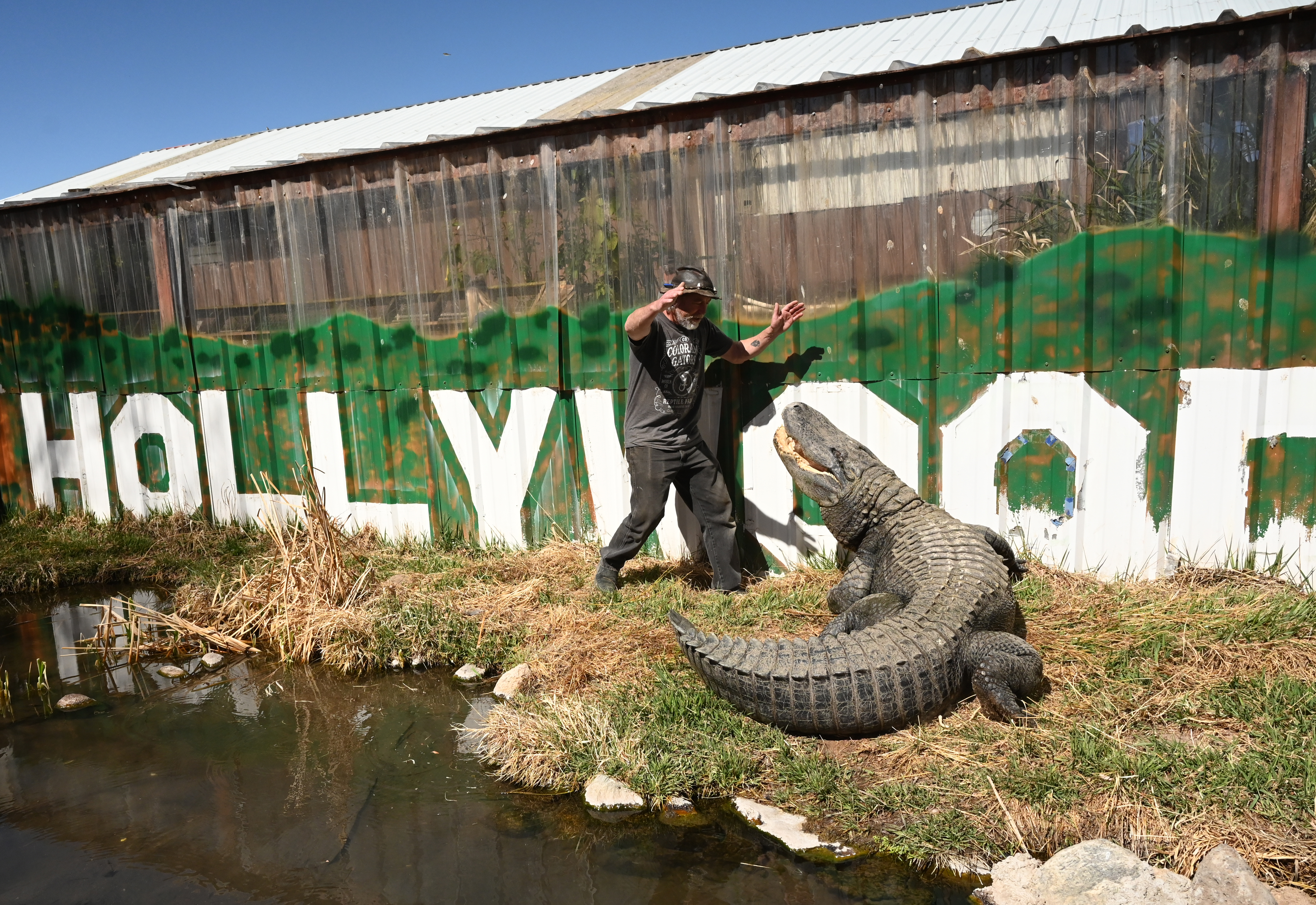 Alligator that starred in ‘Happy Gilmore’ dies in Colorado – NBC ...