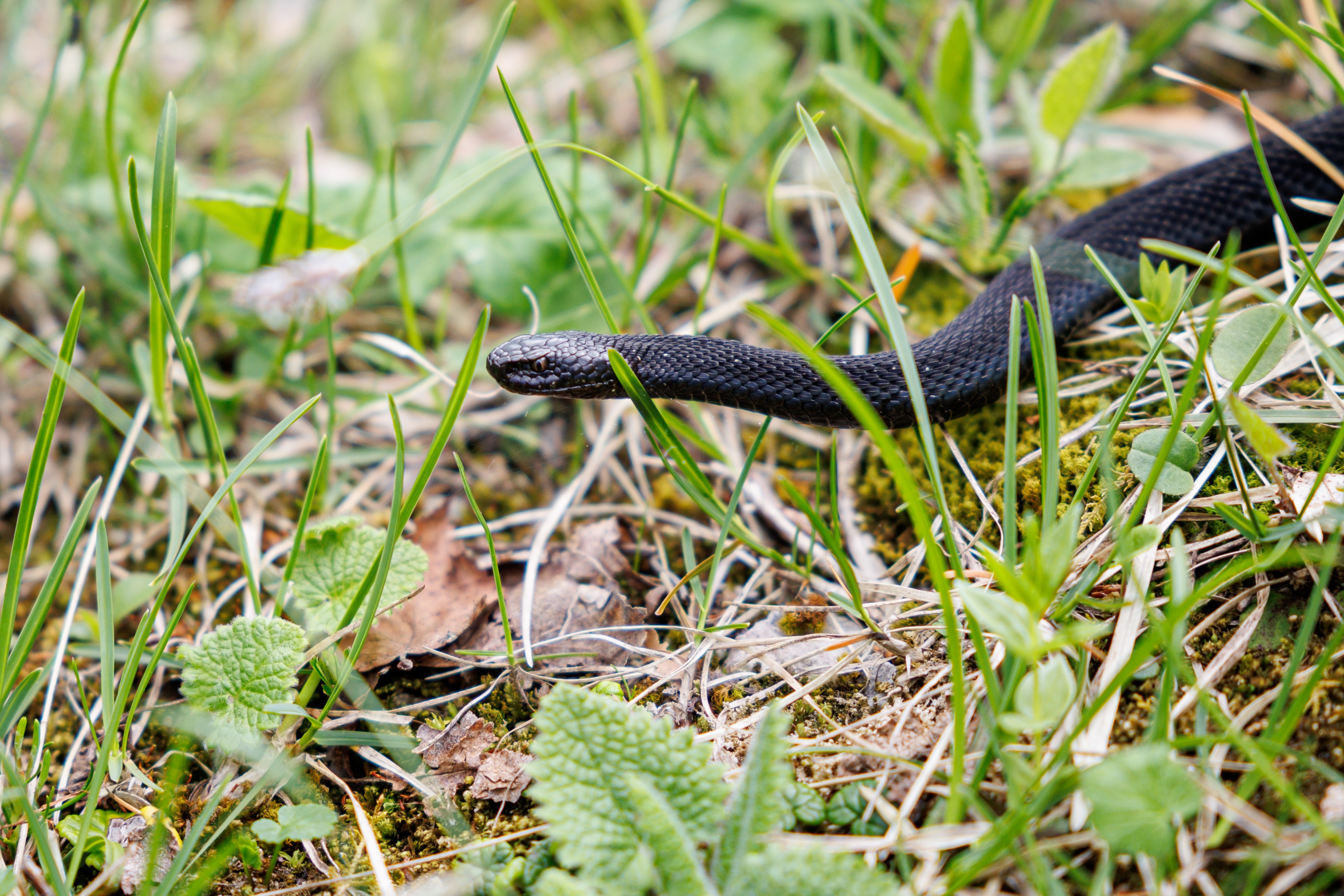 Man who lets snakes bite him could make anitvenom more accessible – NBC ...