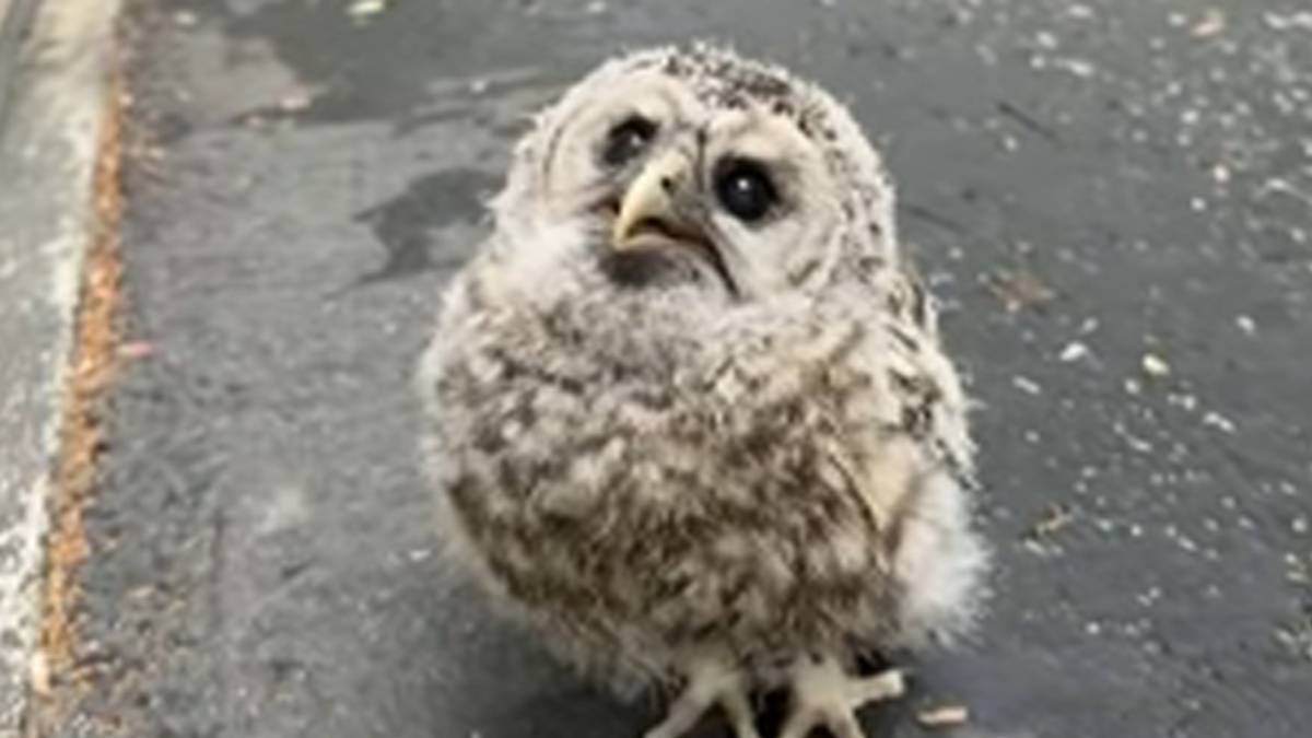 Baby owl that fell from branch in Woodbridge is rescued – NBC Connecticut