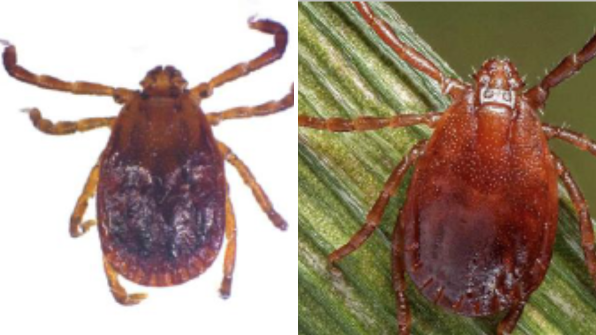 Report shows first evidence of longhorned tick infection in CT in ...