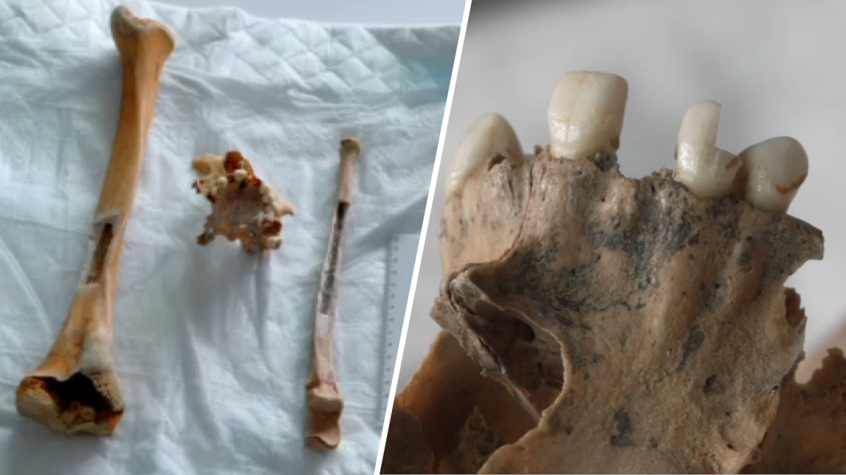 Historic skeletal remains found at Jersey Shore identified – NBC ...