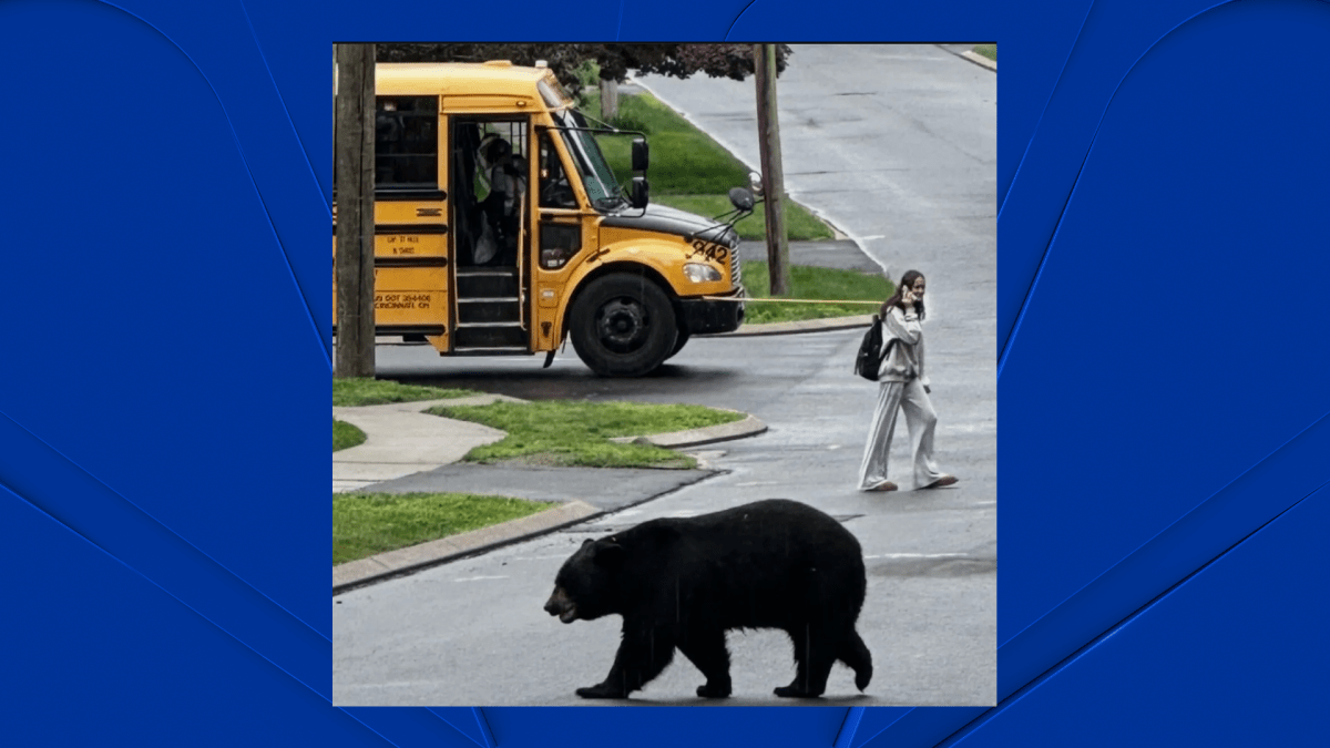 West Hartford student encounters black bears after getting off school ...
