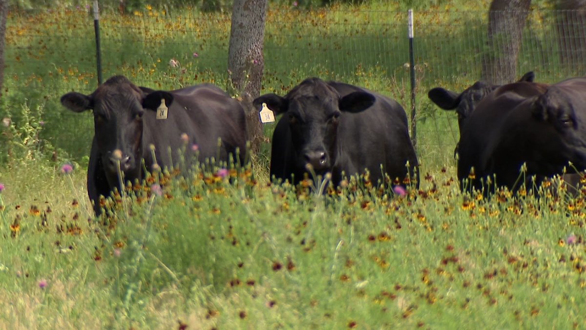 Killer parasite poses threat to Texas cattle industry – NBC Connecticut