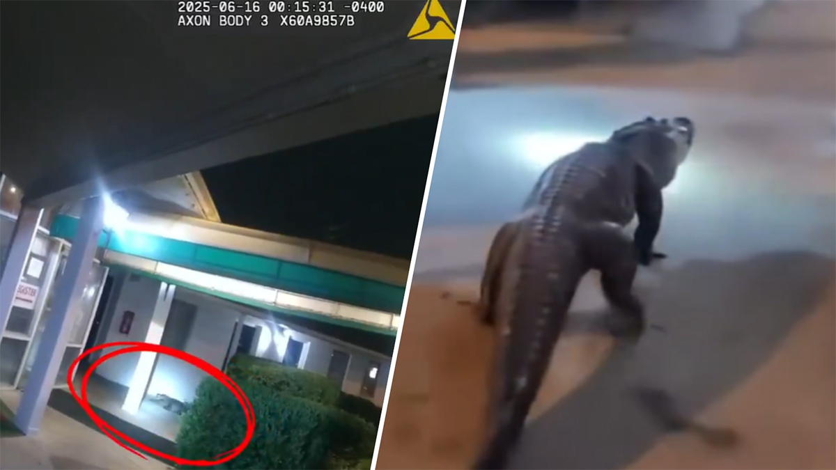 ‘Damn! That is an alligator!’ Gator spotted at Virginia motel – NBC ...