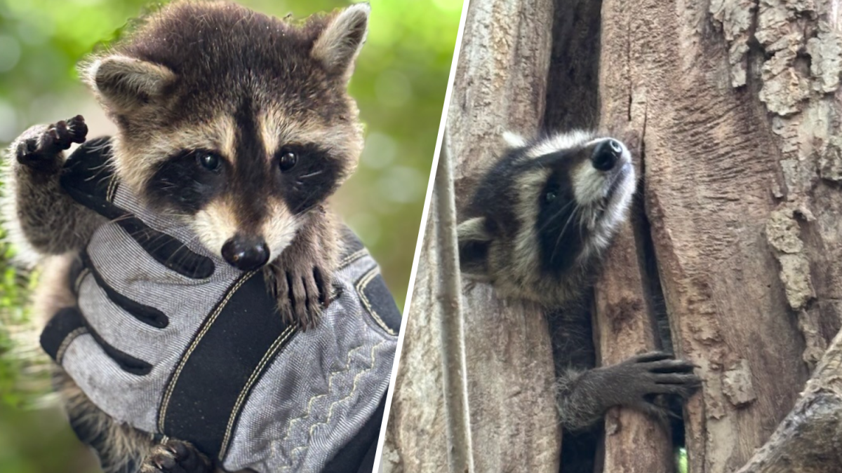Baby raccoon rescued from a tree in Bethel – NBC Connecticut