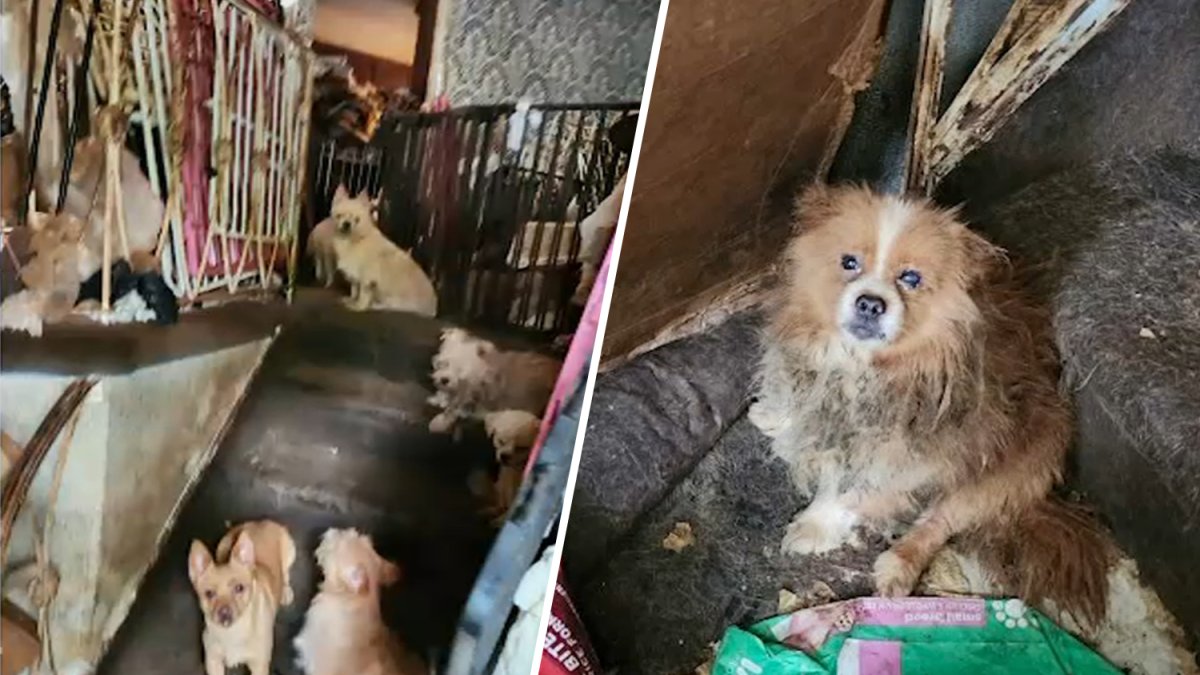80 dogs found in dead woman’s Brooklyn home – NBC Connecticut