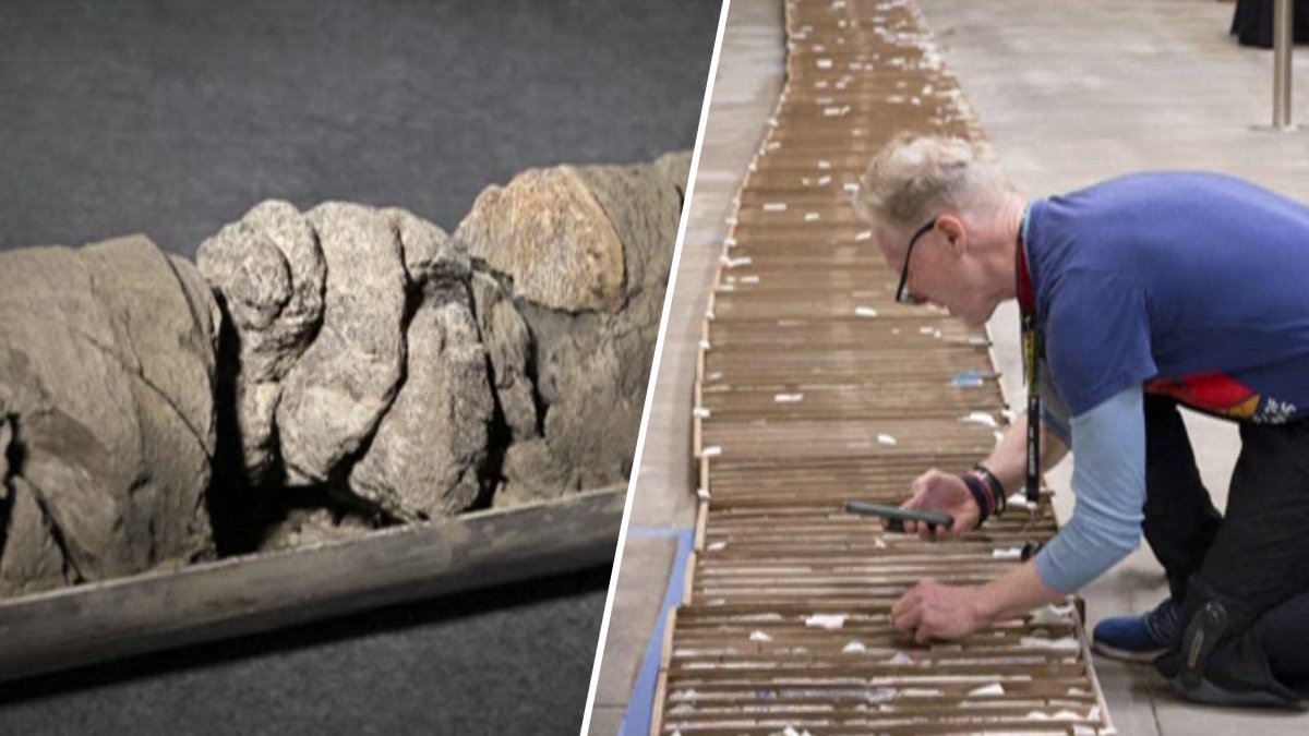 Denver museum unearths rare dinosaur fossil under its parking lot – NBC ...