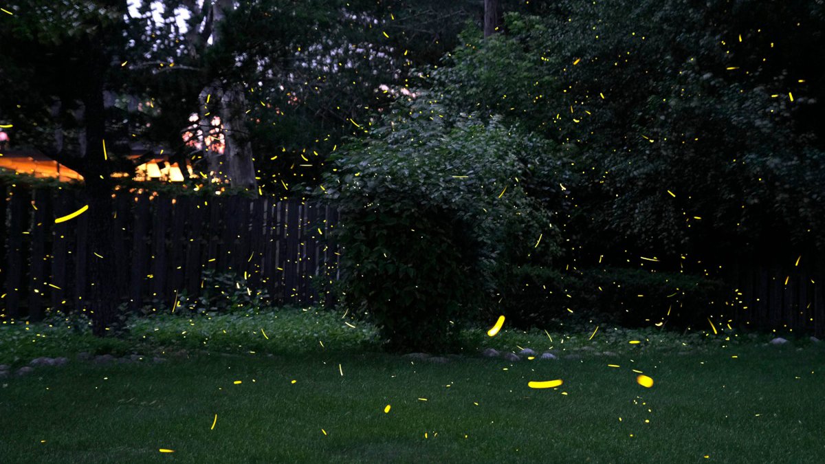Fireflies light up summer skies, but they’re still on the decline – NBC ...
