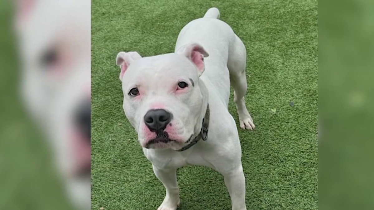 Where’s Marshmallow? NY animal rescue says CT woman never returned ...