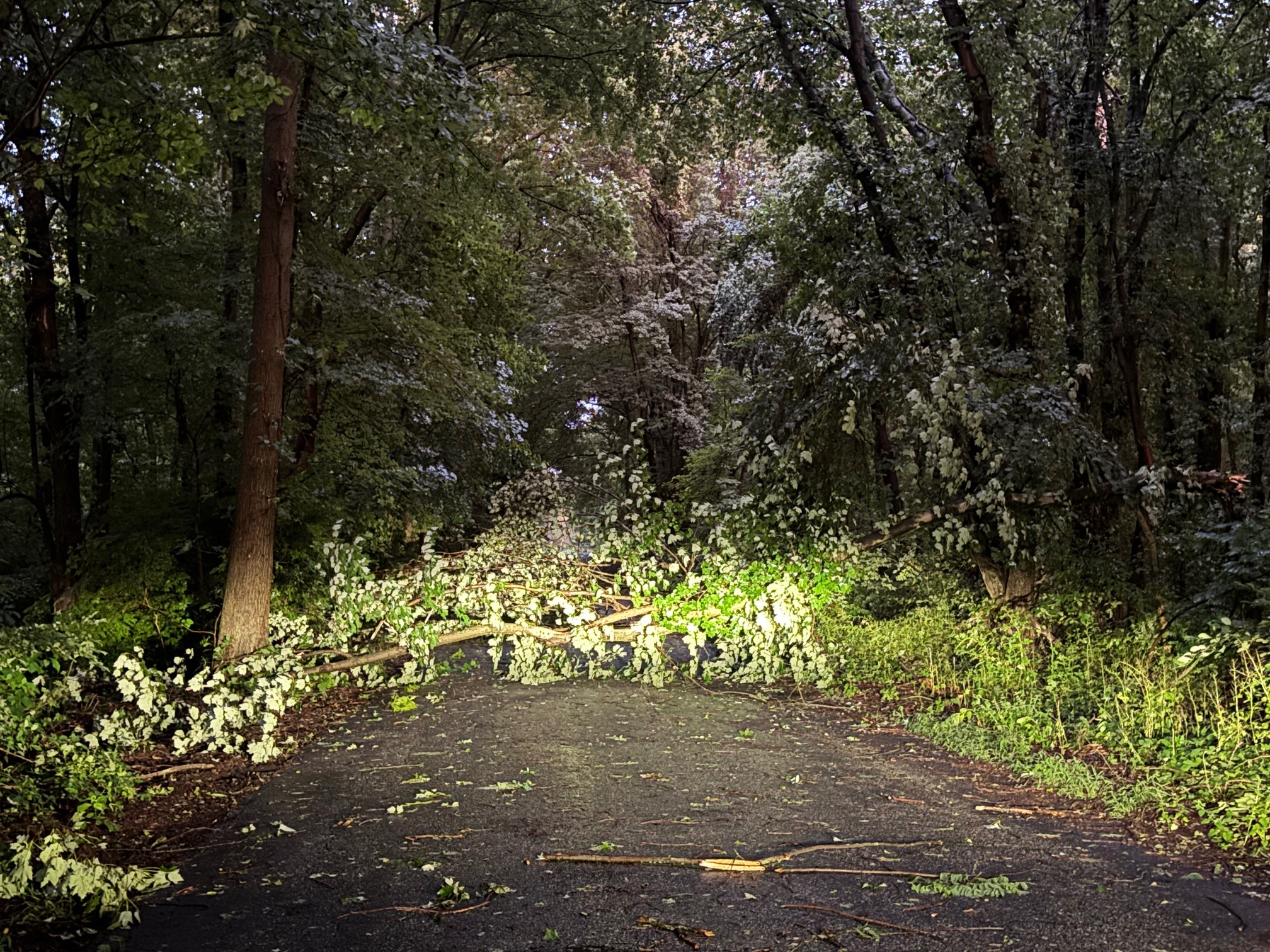 Storms bring down trees and power lines across Connecticut – NBC ...