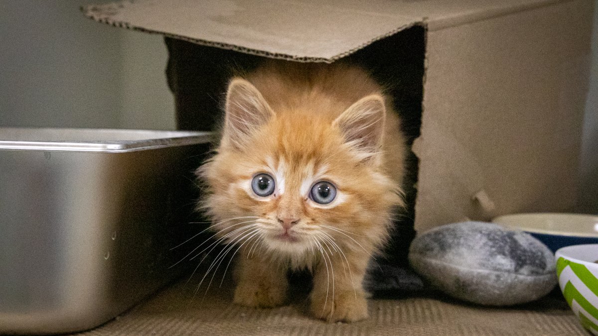 Kitten rescued from storm drain near I-95 on-ramp – NBC Connecticut