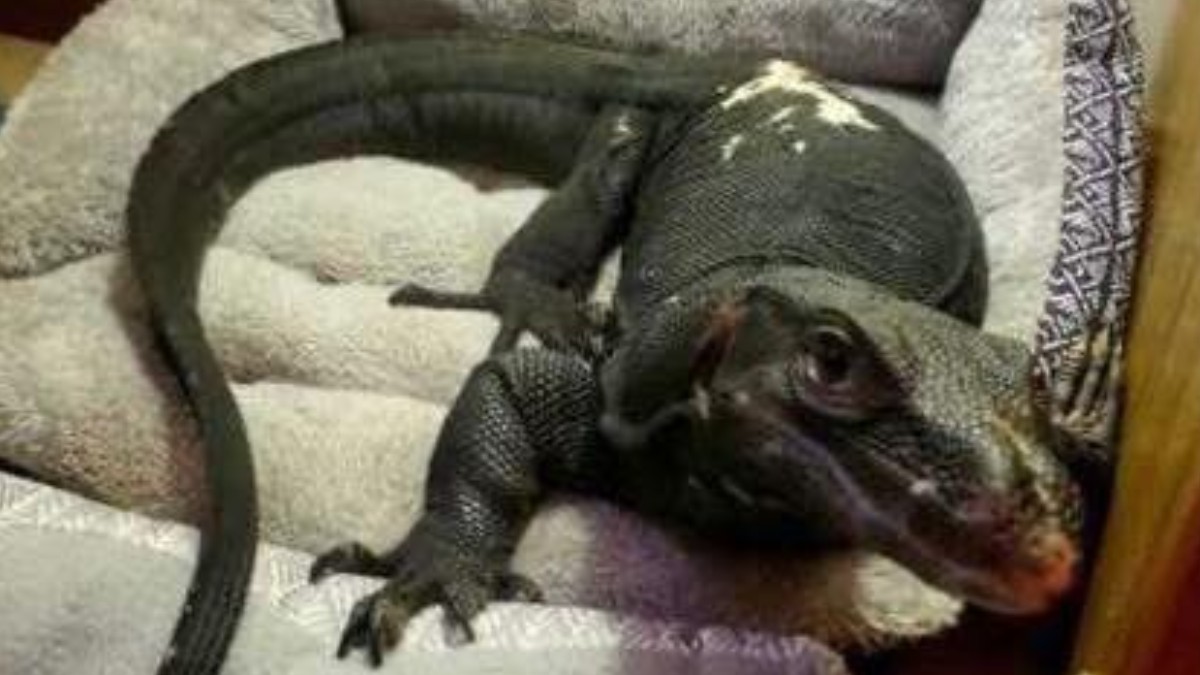 Large lizard on the loose spotted in Connecticut – NBC Connecticut