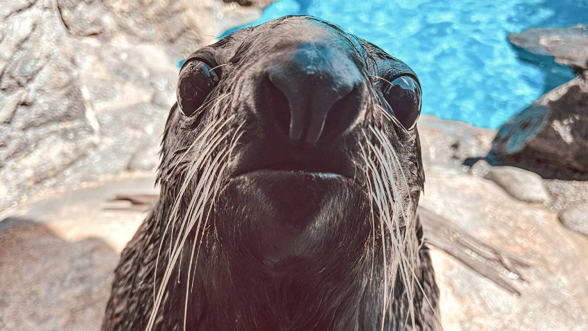 Beloved seal at Mystic Aquarium has died – NBC Connecticut