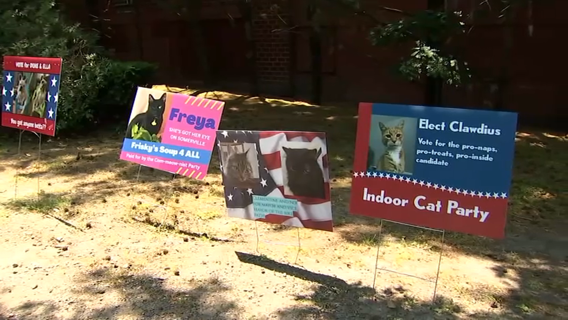 Drama in the cat mayor race of Somerville, Mass. – NBC Connecticut