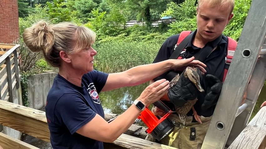 Duck rescued after falling over a waterfall in Beacon Falls – NBC ...