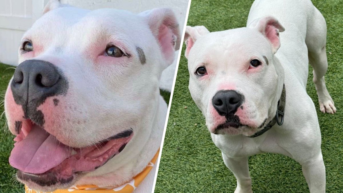 Where’s Marshmallow? NY animal rescue says CT woman never returned ...