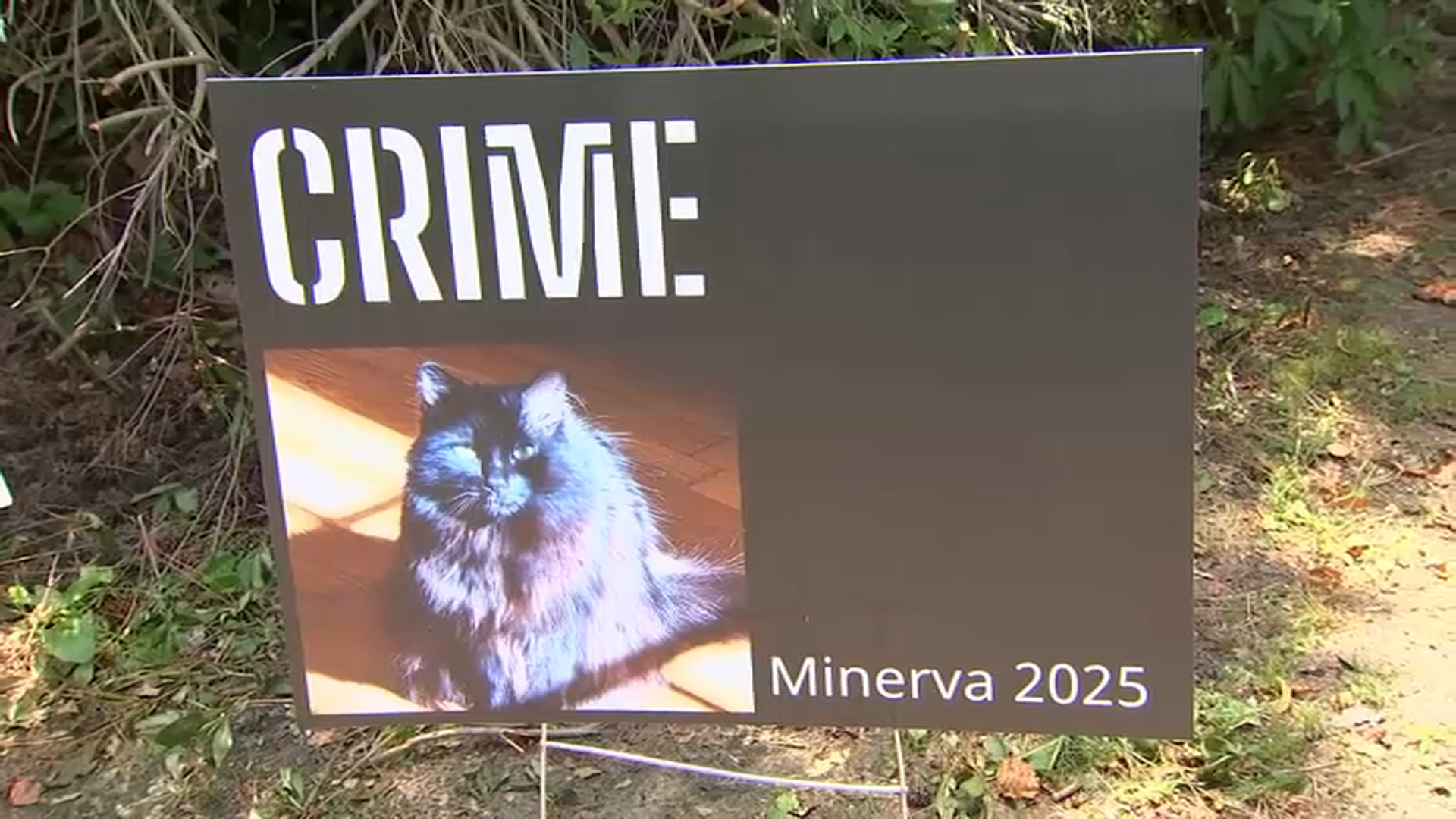 Drama in the cat mayor race of Somerville, Mass. – NBC Connecticut