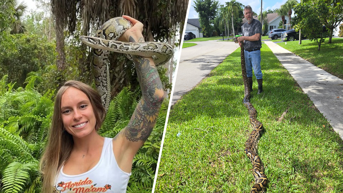 Taylor Stanberry wins 2025 Florida Python Challenge in record year – NBC Connecticut