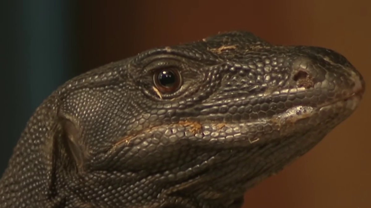 Monitor lizard headed to new home after two weeks on the loose – NBC ...