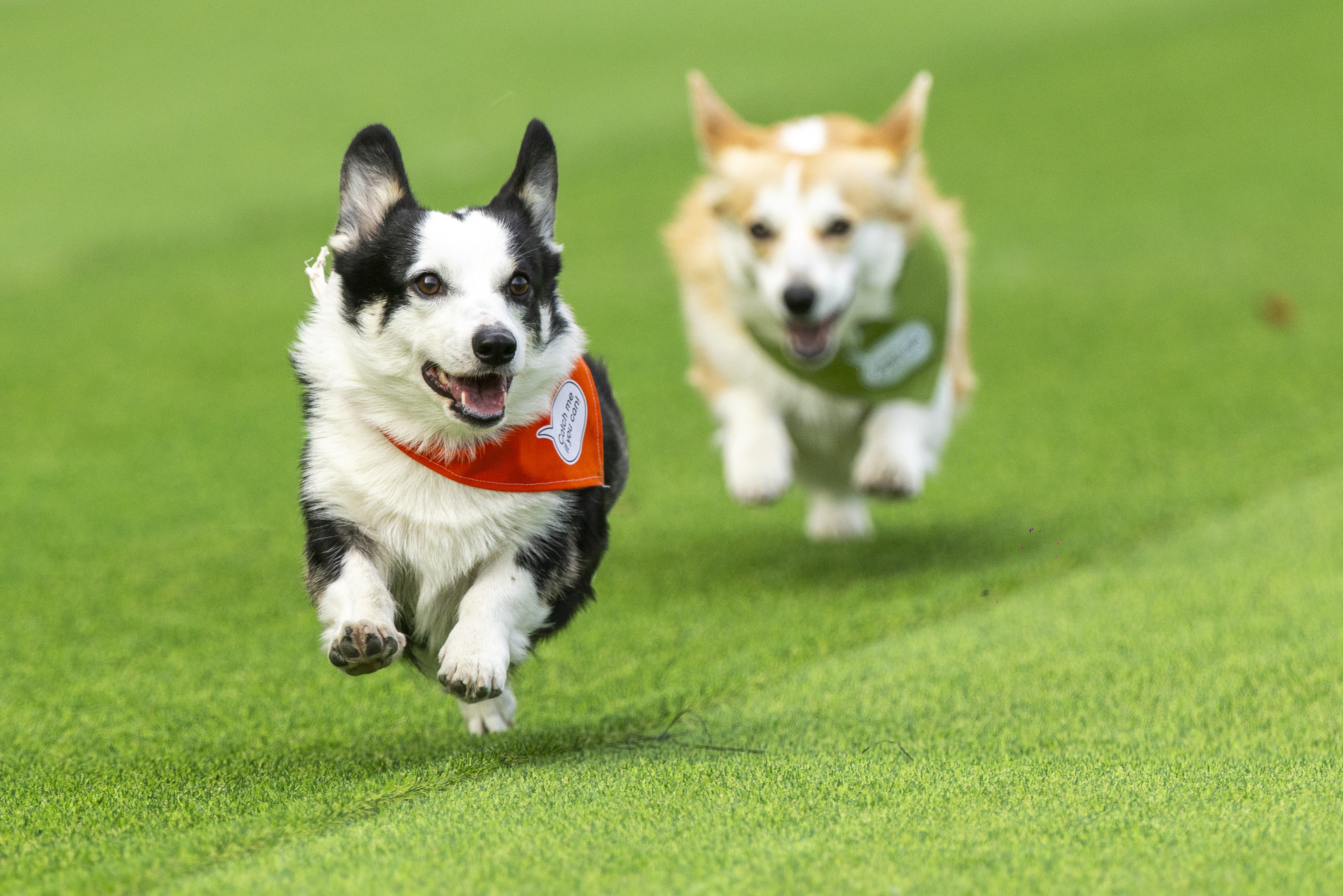 Over 100 teams compete in Lithuania’s international Corgi race – NBC ...