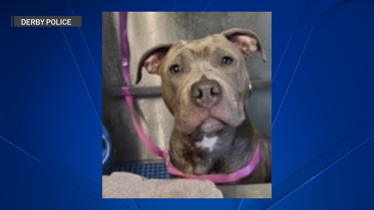 Woman arrested for abandoning dog in Derby: police – NBC Connecticut