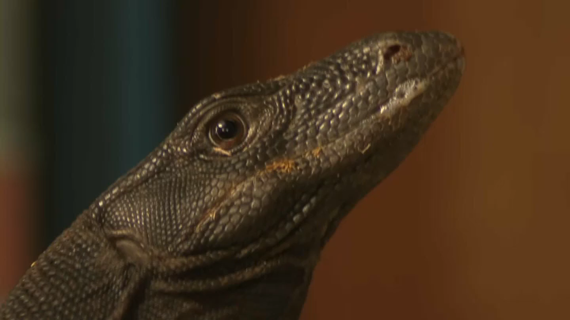 Update on water monitor lizard escape from Webster, Mass. – NBC Connecticut
