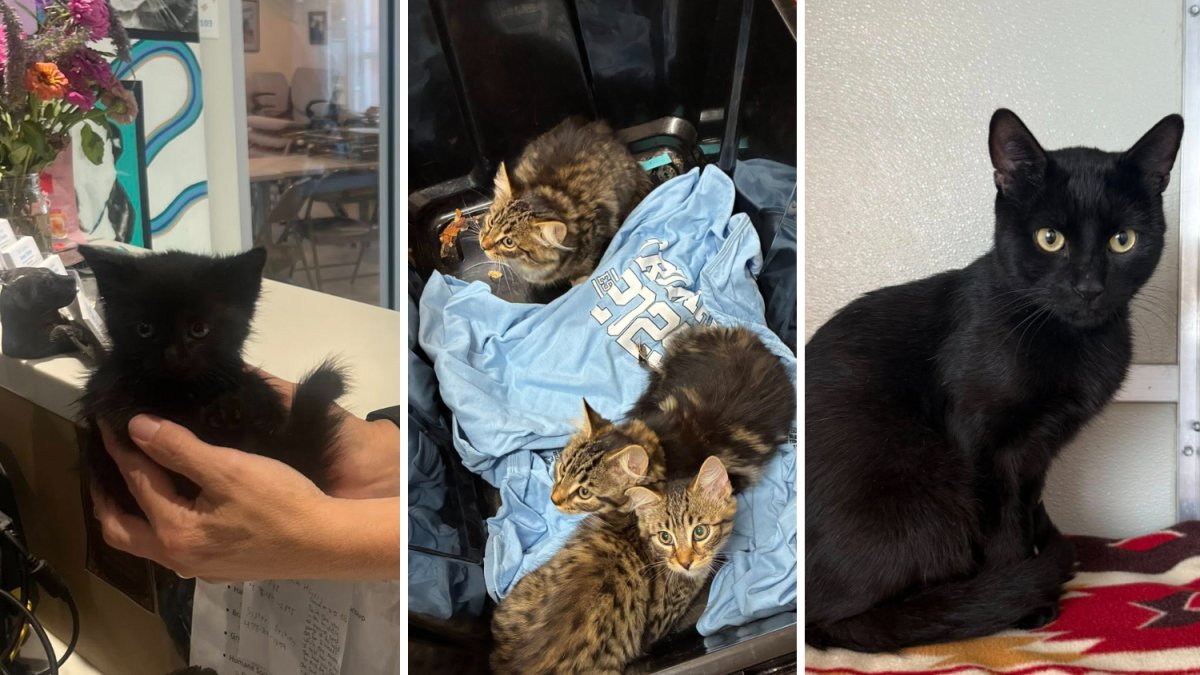 Dan Cosgrove Animal Shelter helps several cats left abandoned – NBC ...