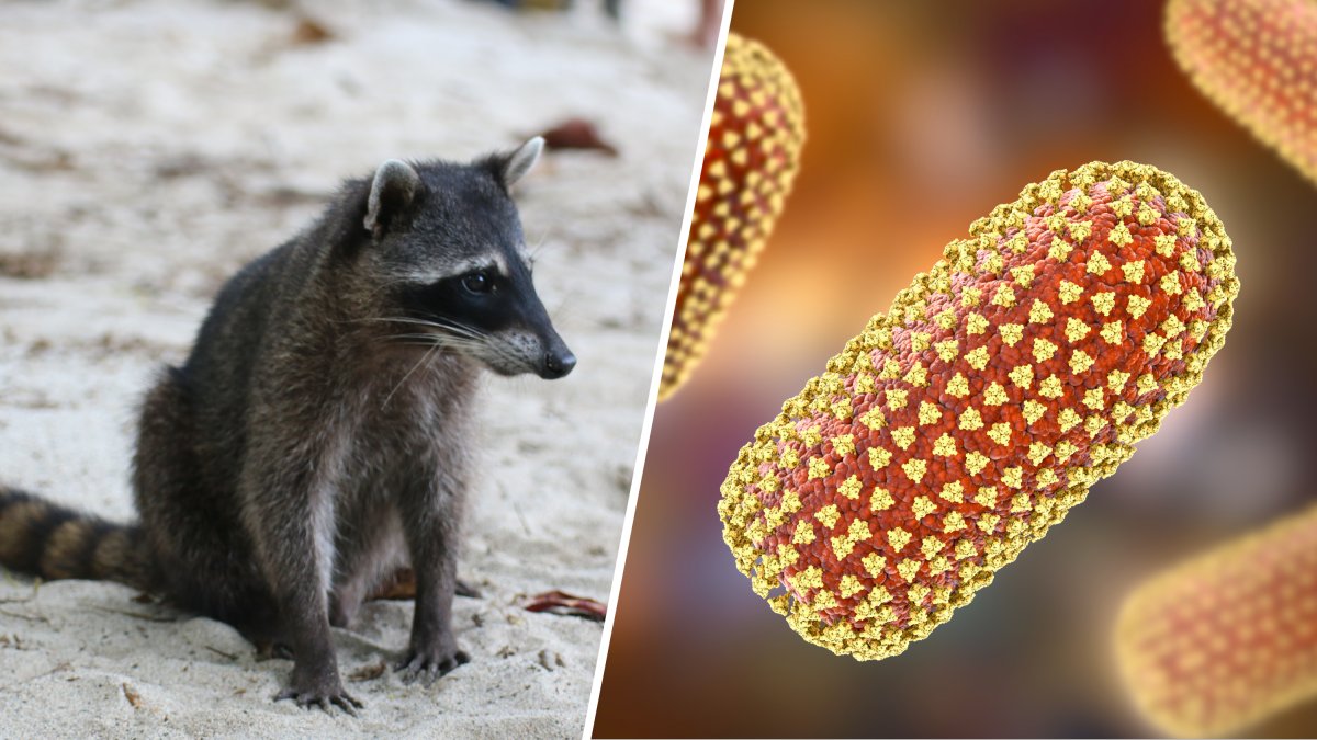 Outbreaks of rabies seem to be rising across the U.S. – NBC Connecticut