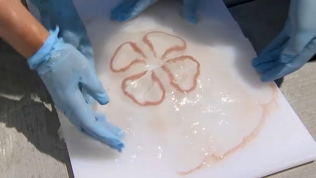 Cape Cod jellyfish mystery: Why did moon jellies start stinging? – NBC ...