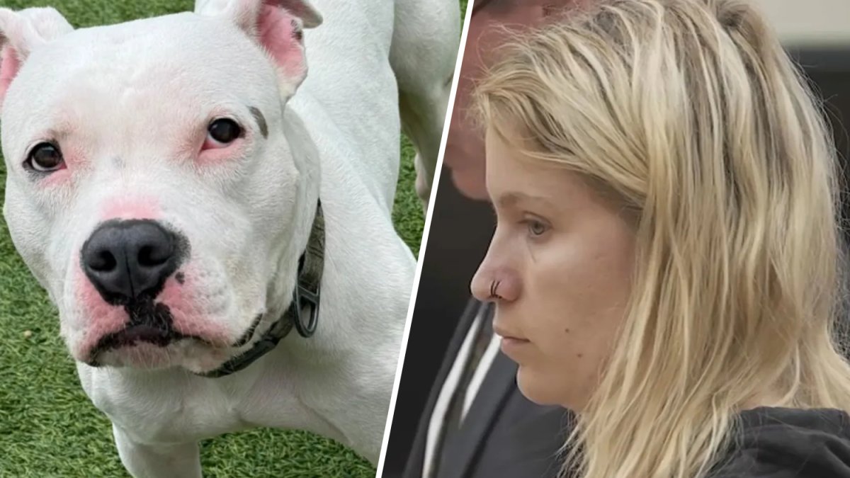 Winchester woman arrested after failing to turn over missing dog – NBC ...