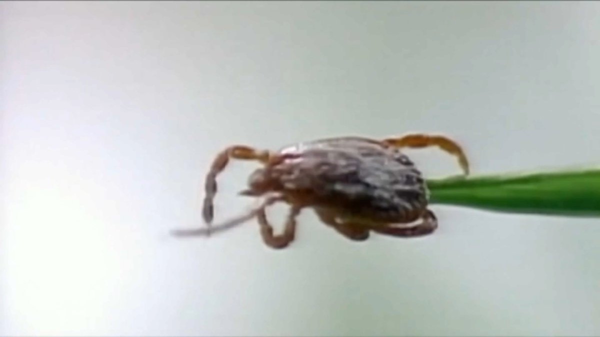 What is Powassan virus? What you need to know about the tick-borne ...