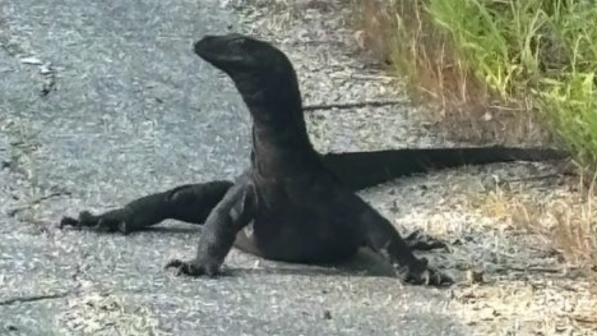 Escaped water monitor lizard spotted in Douglas, Massachusetts – NBC ...
