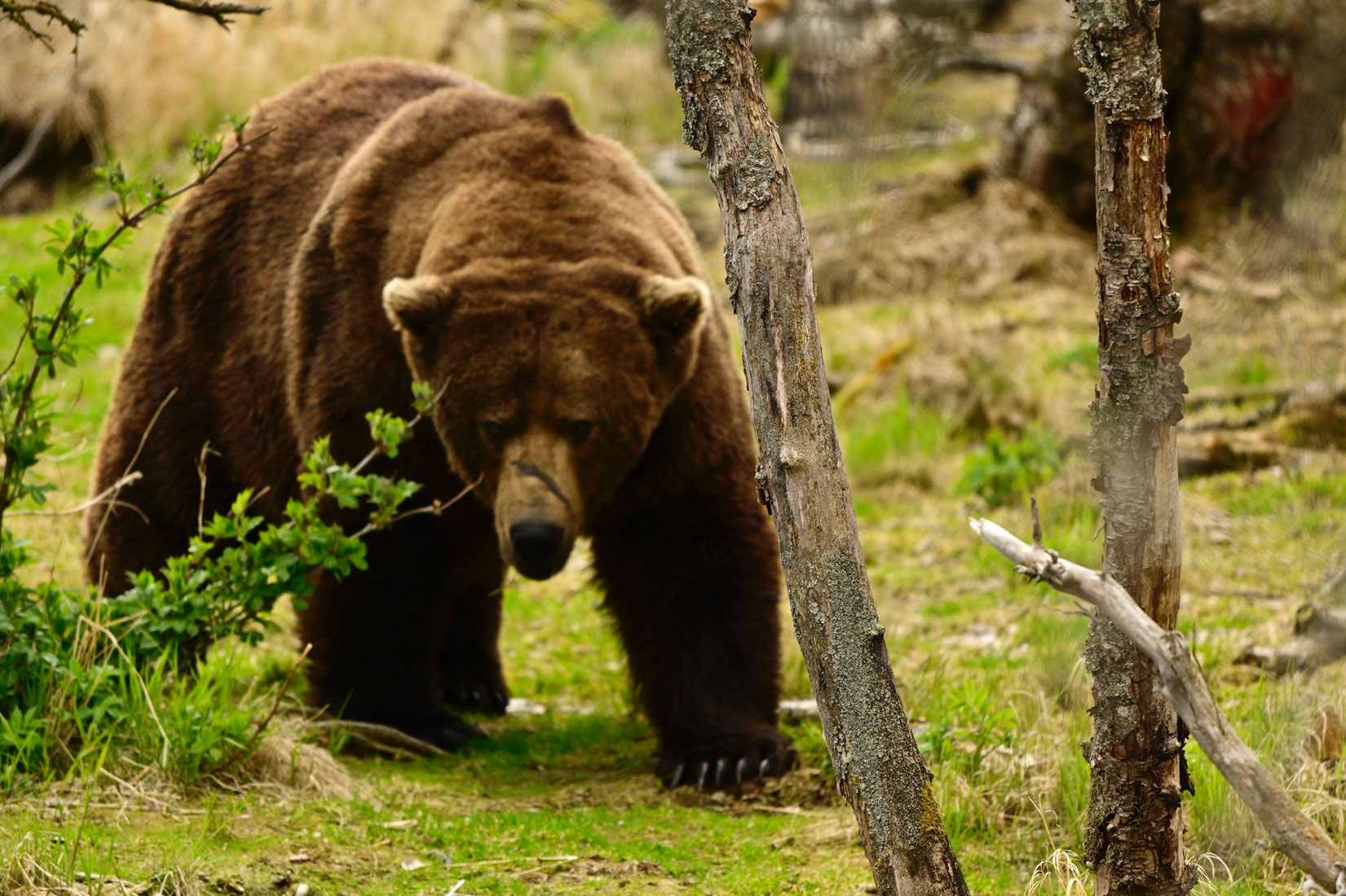 Chunk, 1,200 pounds, wins Alaska’s popular Fat Bear Week contest – NBC ...